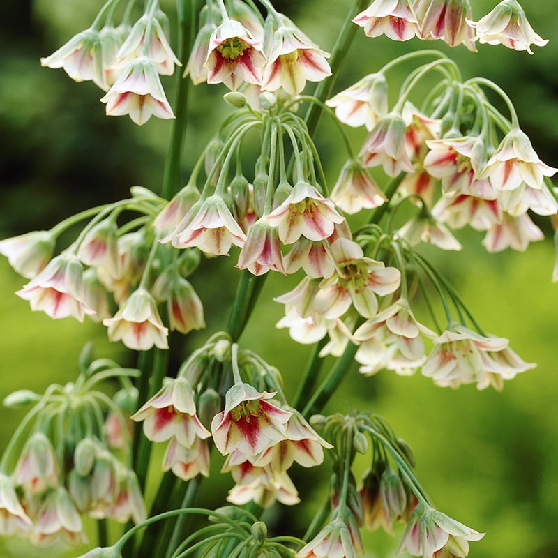 Mediterranean Bells Allium Flower Bulbs - 6 Bulbs per Pack - Deer ...