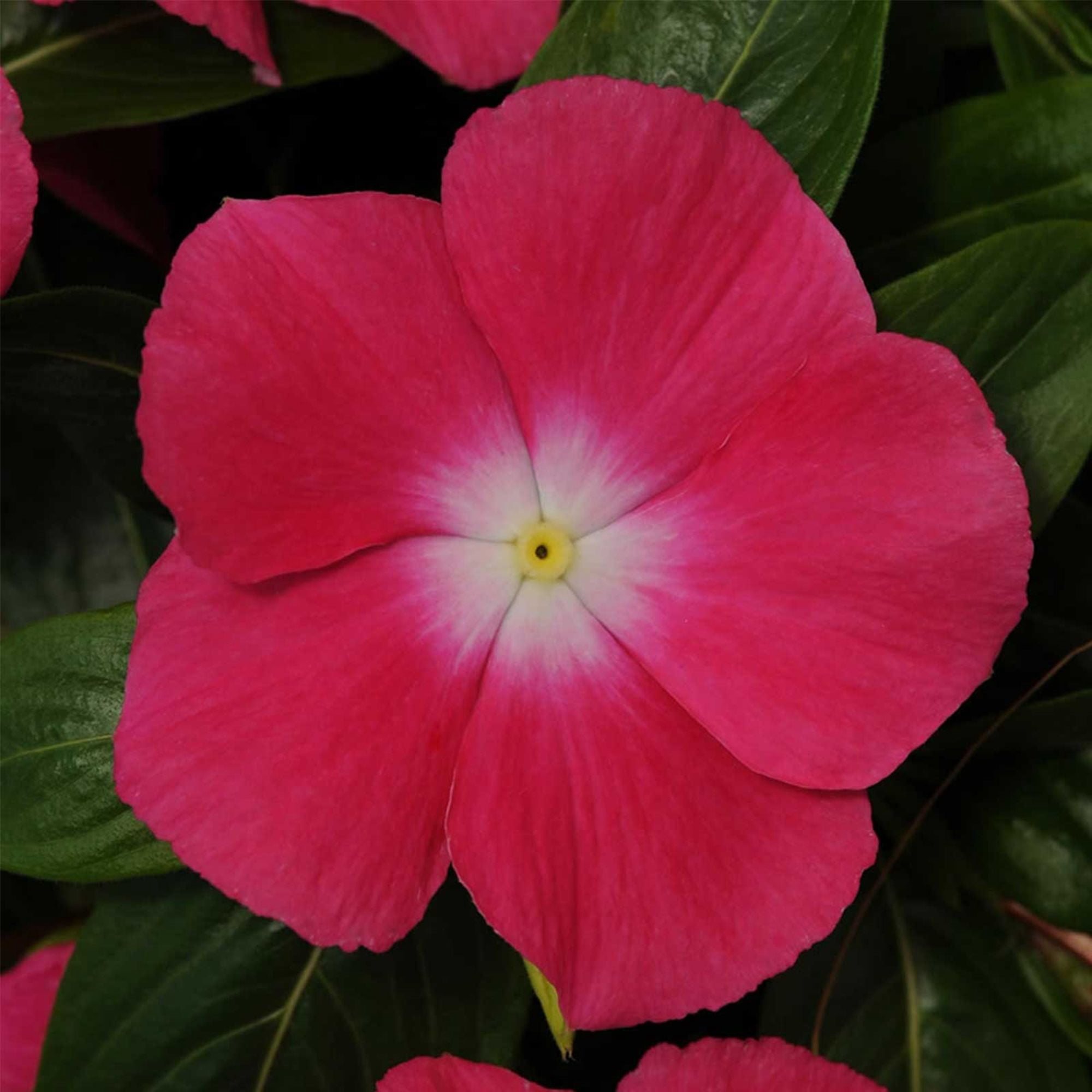 Mediterranean XP Series Vinca Rose Halo 25 Seeds – Catharanthus roseus ...