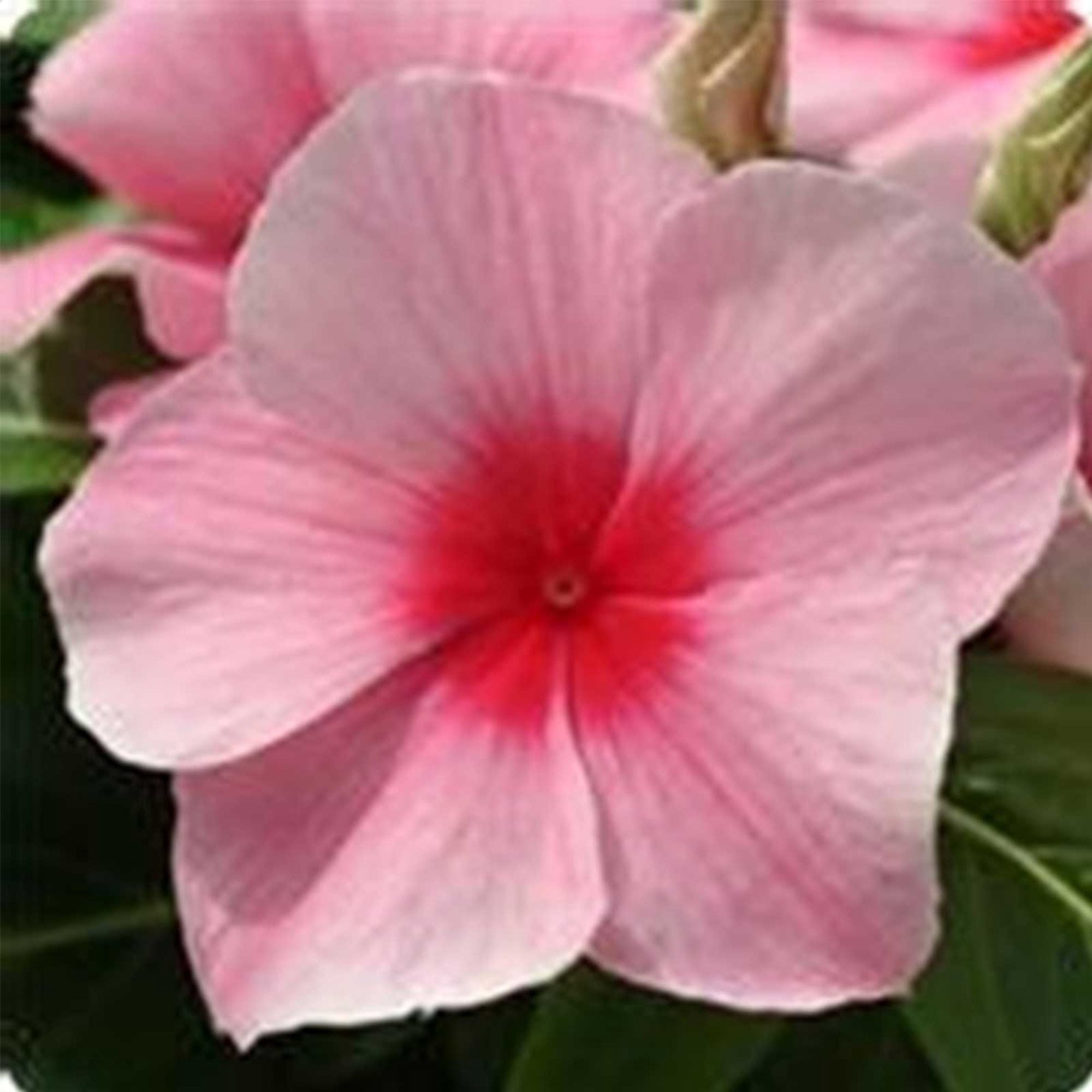 Mediterranean XP Series Vinca Strawberry ~25 Seeds – Catharanthus ...