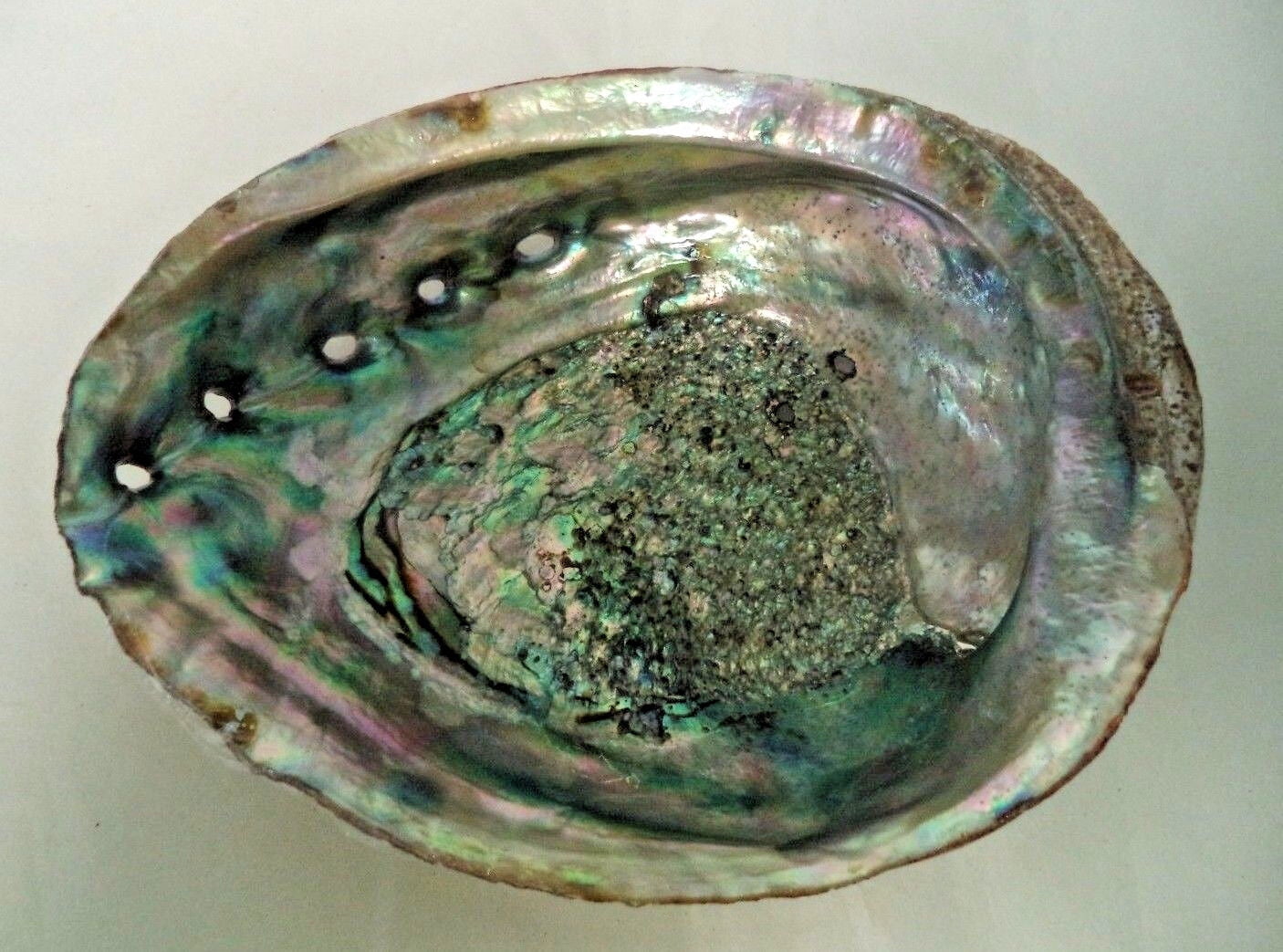 Medium 4" Abalone Sea Shell For Smudging Burning Sage Sticks Incense ...