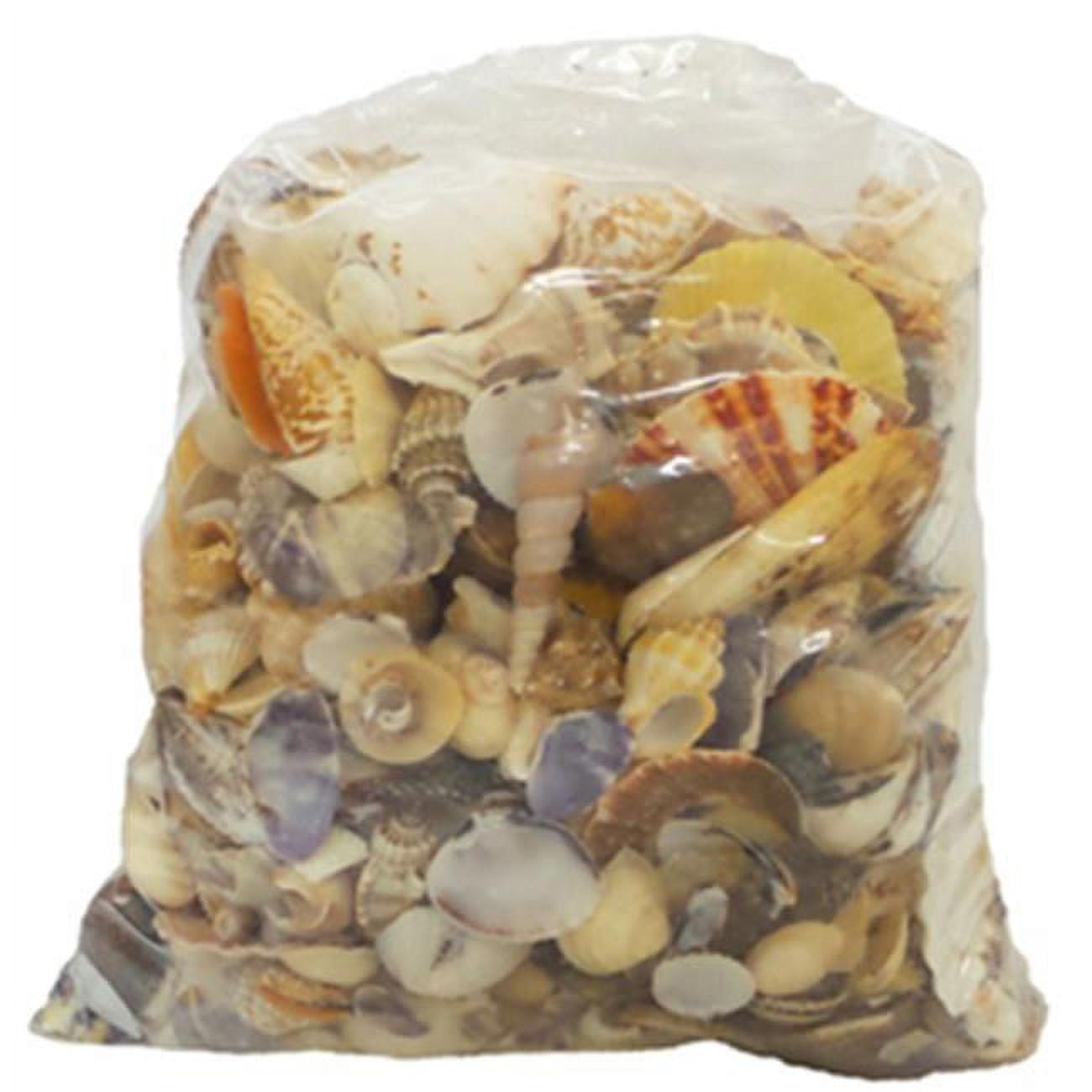 Medium Seashells World Mix - 5 lbs - Walmart.com