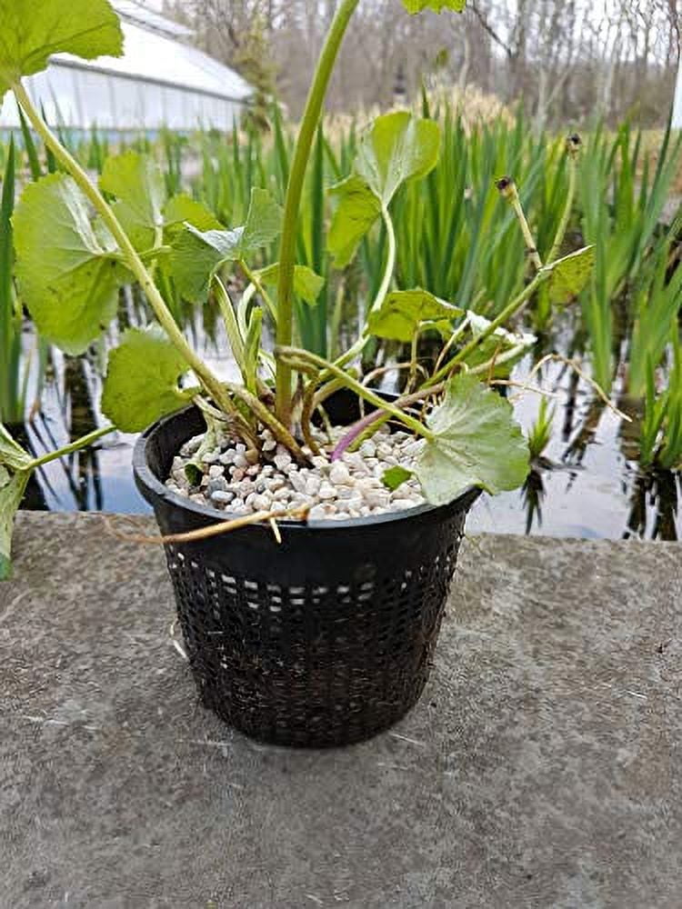 Medium Sized Plastic Mesh Aquatic Pond Planting Baskets Combo Pack ...