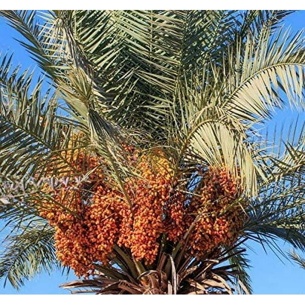 Medjool Date Palm Tree - 1 Live Plant from Very Sweet Nutritious Dates ...