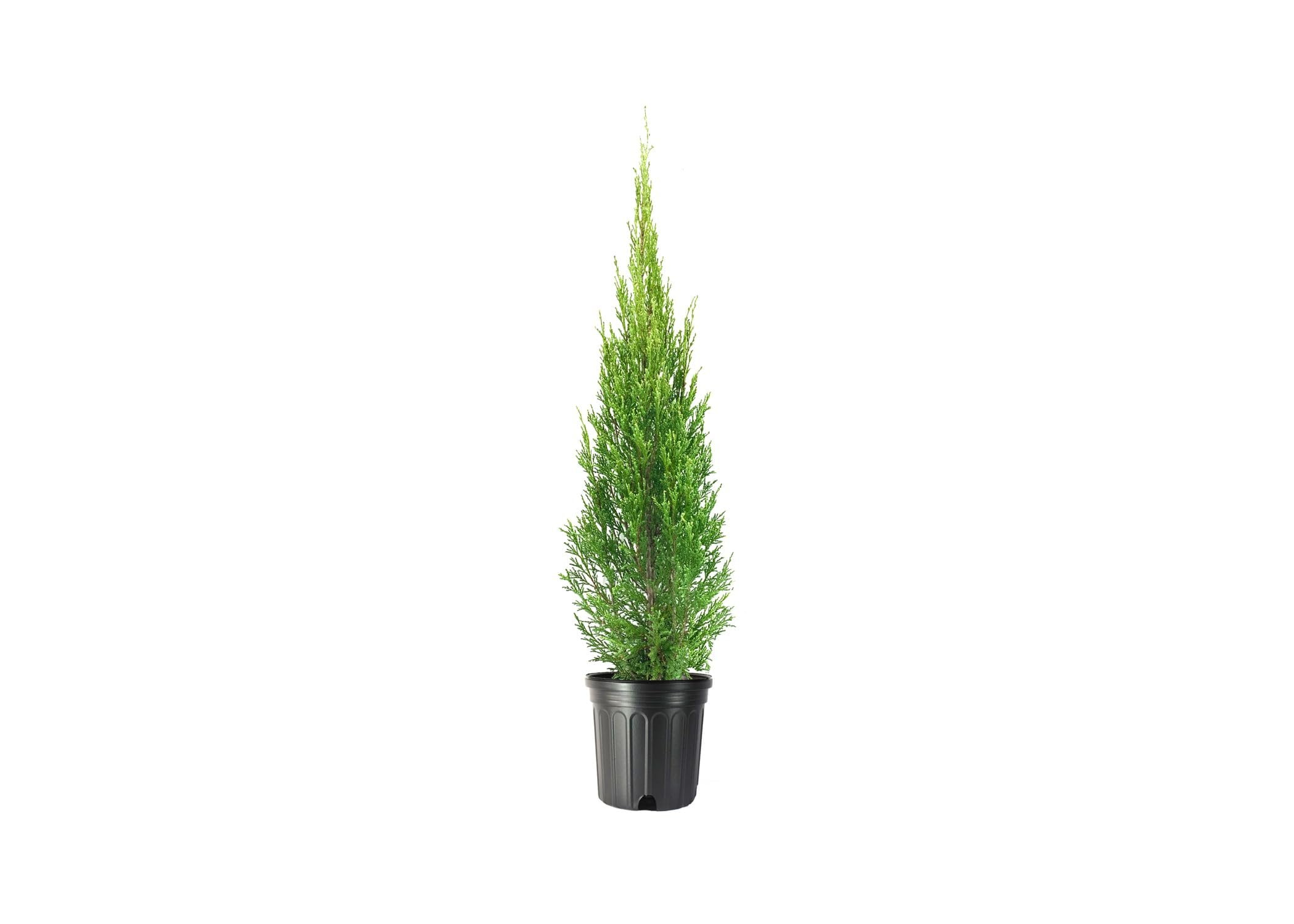 Medora Juniper 1 Live Gallon Size Plants Perfect for Year-Round ...