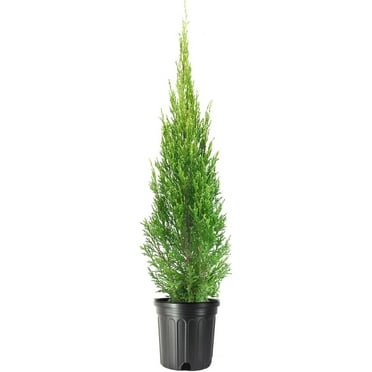 Green Giant Arborvitae 1 Large 3 Gallon Tree Thuja Plicata Live ...