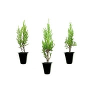 Spartan Juniper 1 Large Gallon Size Tree Juniperus Chinensis Live ...