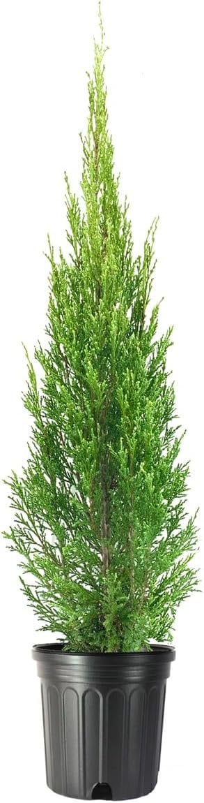 Medora Juniper 3 Live Gallon Size Plants Perfect for Year-Round ...