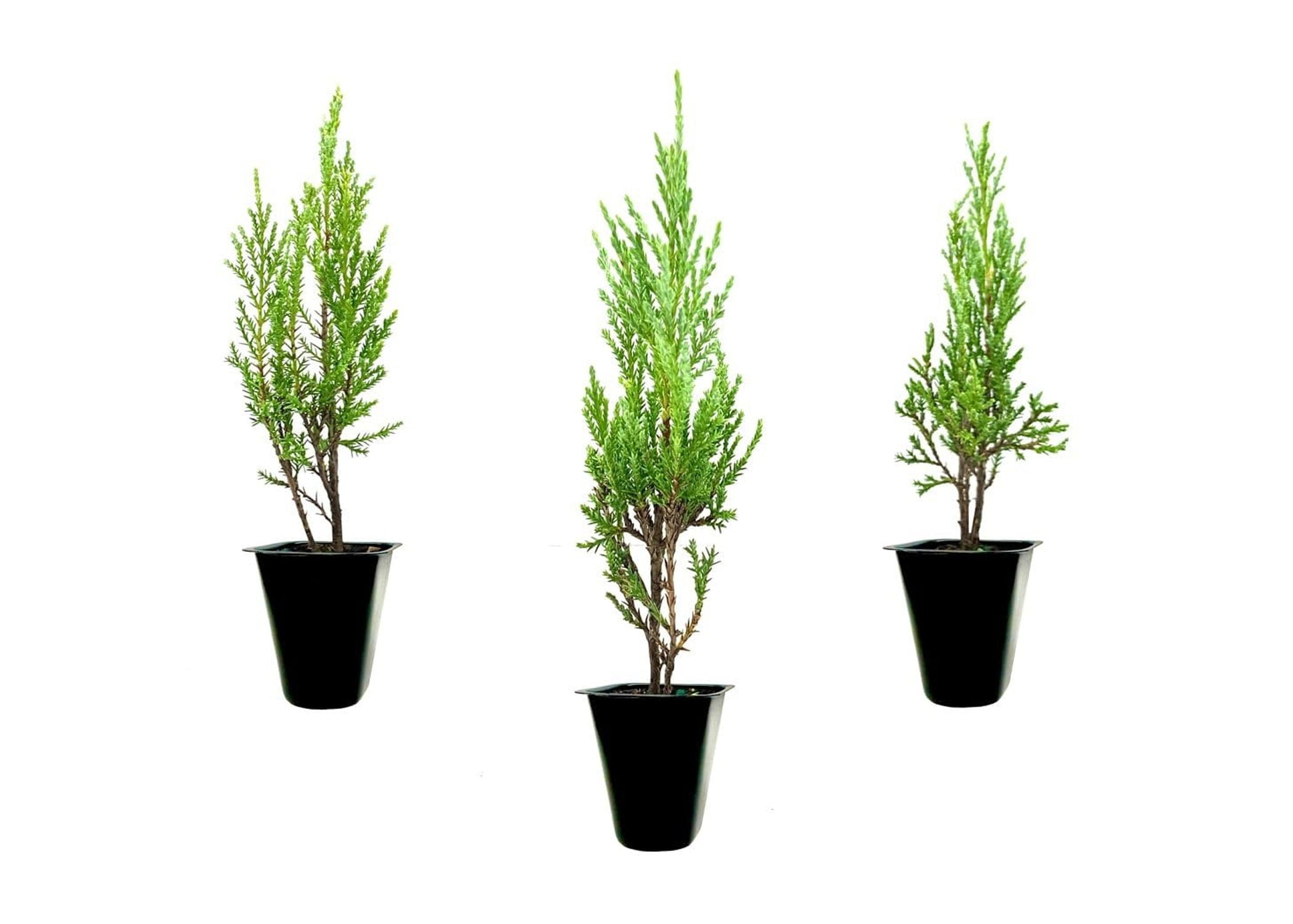 Medora Juniper 30 Live Plants Perfect for Year-Round Landscaping ...