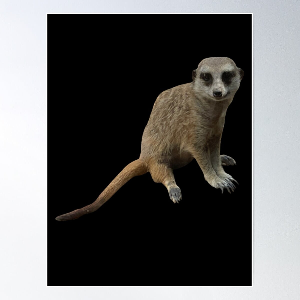 Meerkat African Wildlife Safari Savanna Meerkats Meercat Nature Mammals ...