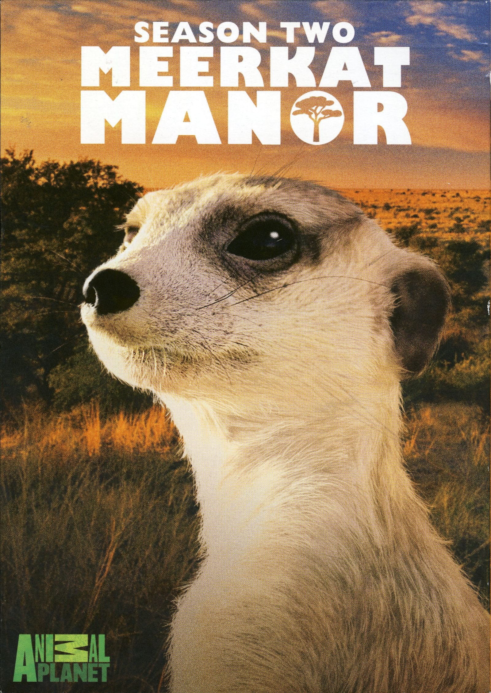 Meerkat Manor: Season 2 [DVD] NEW - Walmart.com