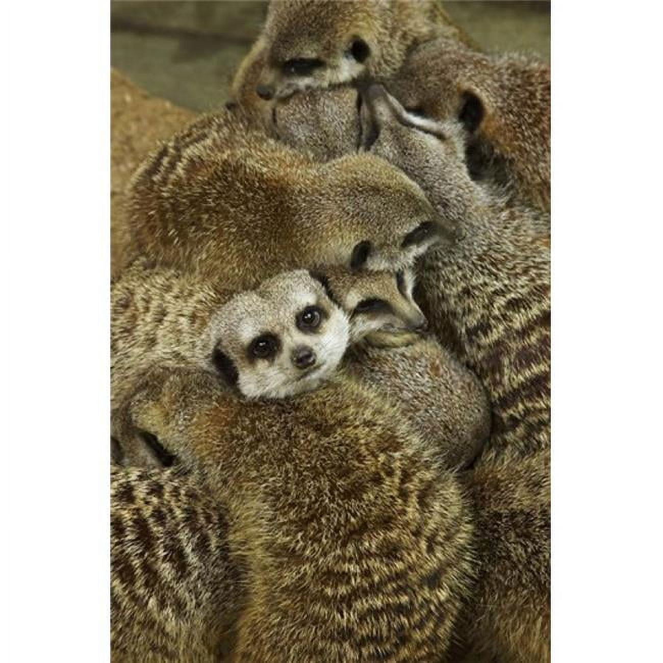 Meerkat Protecting Young Australia Poster Print by David Wall - 17 x 26 ...