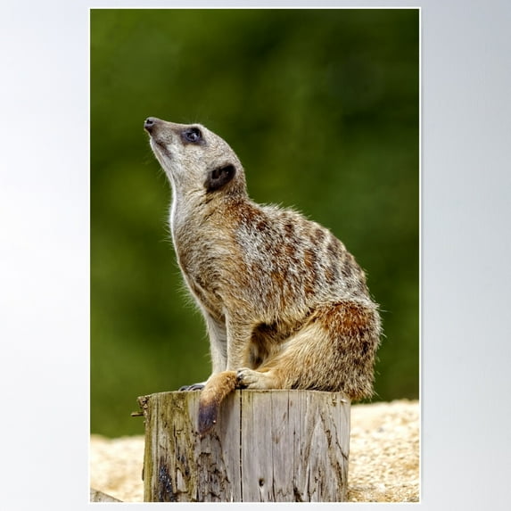 Meerkat (Suricata Suricatta) Poster Wall Art, Modern Wall Decor For ...