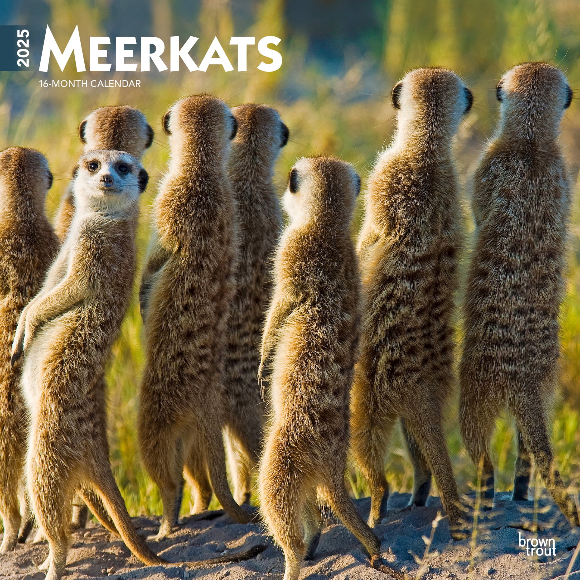 Meerkats | 2025 12x24 Meerkats | 2025 12x24