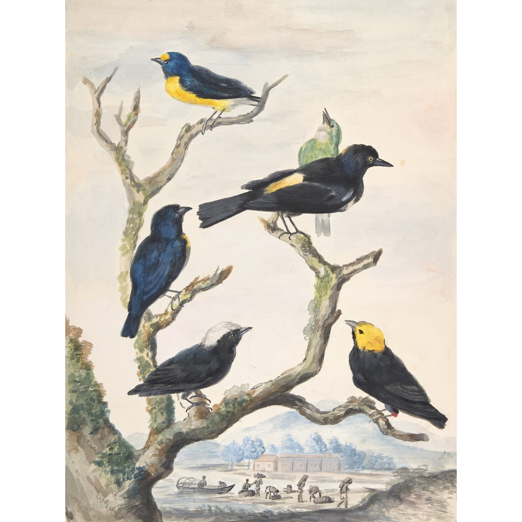 Meertems Six South American Birds Drawing Extra Large XL Wall Art ...