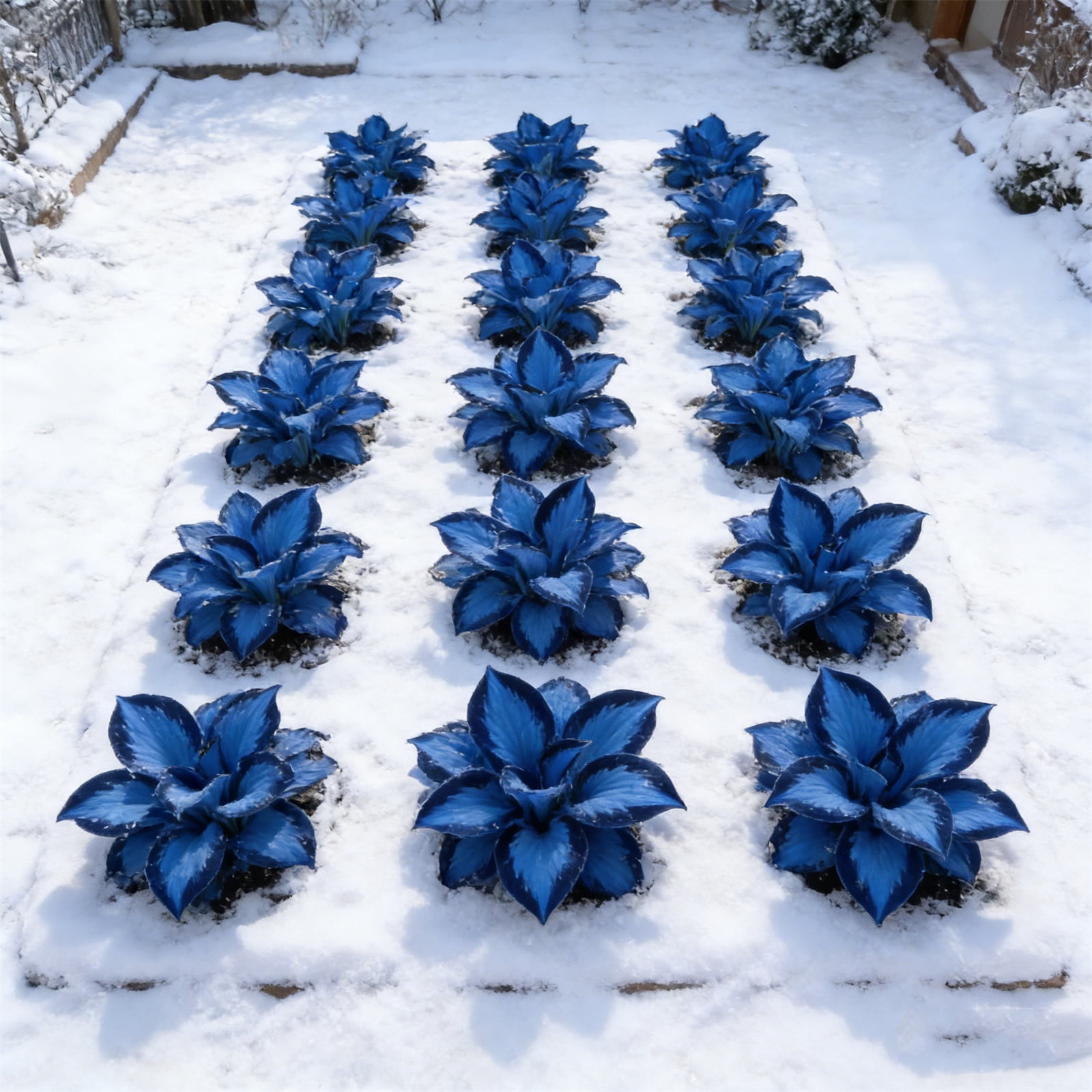 Meet Midnight Blue Heart-Bulbs For Planting - Premium Garden Stakes ...