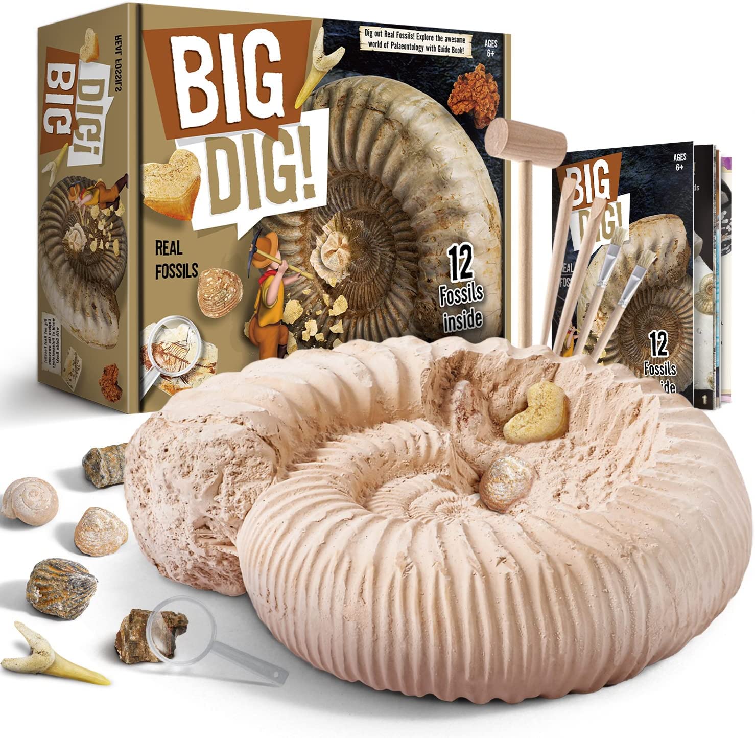 Mega Fossil Dig Kit - Excavate 12 Prehistoric Fossils, Shark Teeth ...
