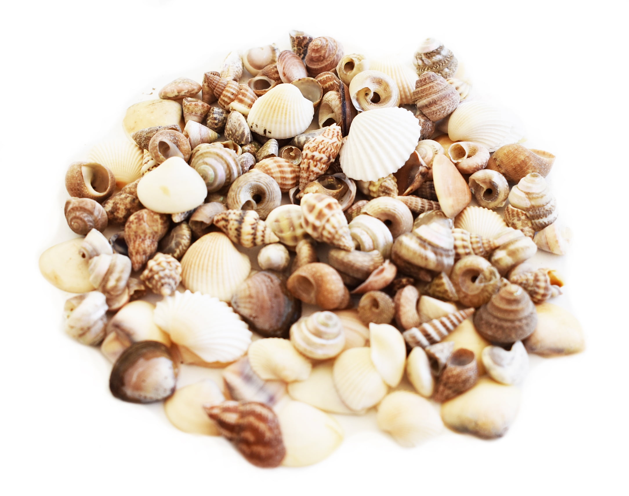 Mega Pack: Gallon (5000+) Tiny Indian Ocean Shell Mix Mini Shells 1/4 ...