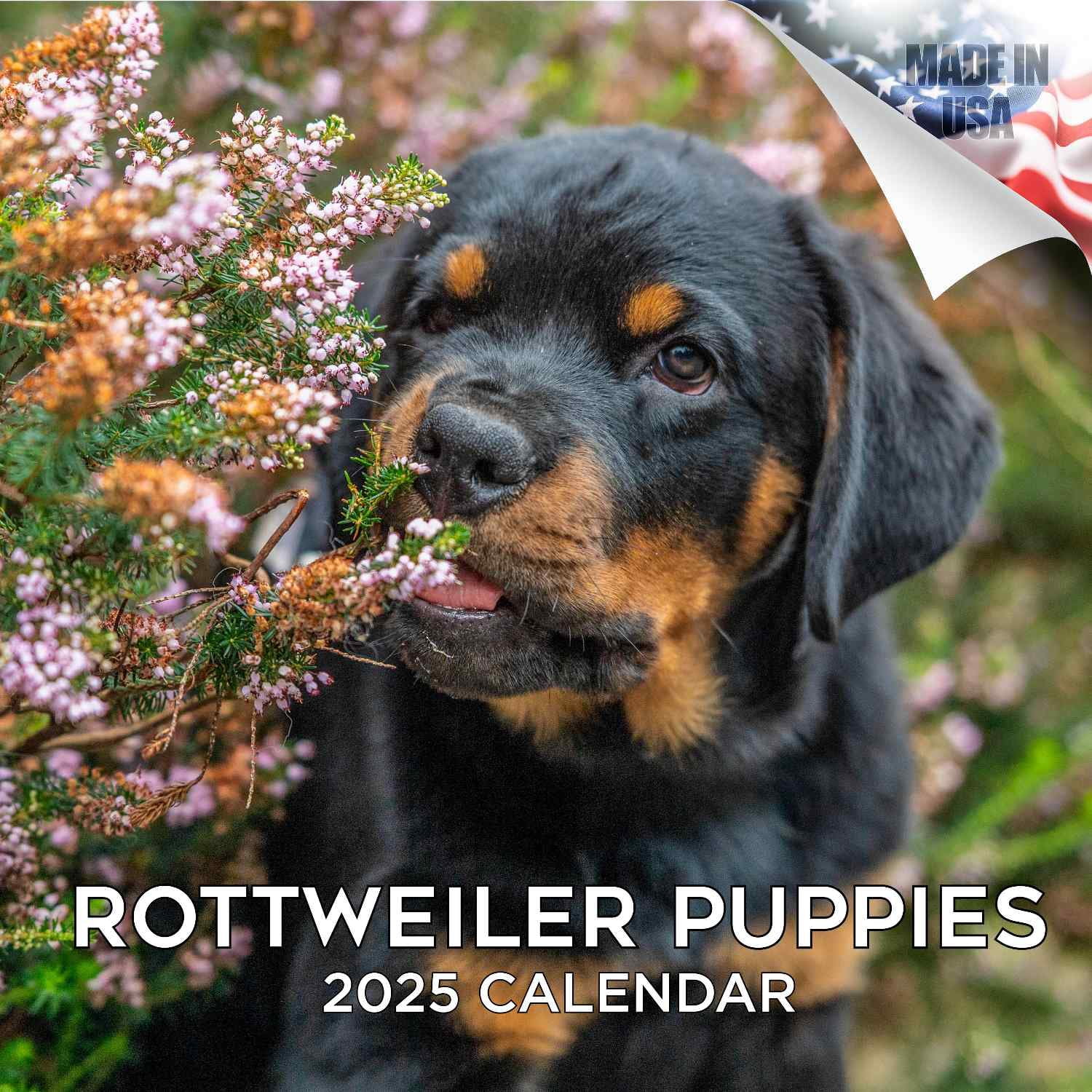 MegaCalendars Rottweiler Puppies 2025 Monthly Wall Calendar, 12" x 24 ...