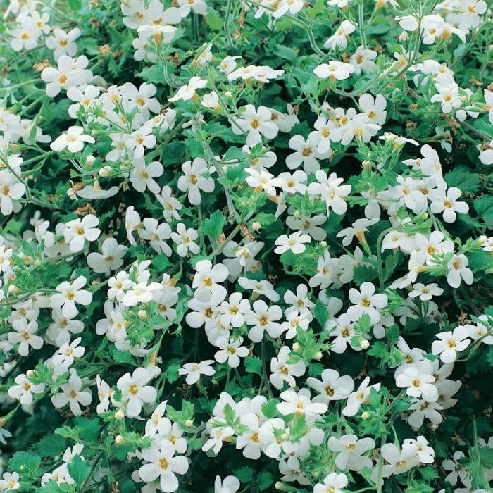 MegaCopa White' Bacopa 4.5" Pot (Pack of 4) - Walmart.com