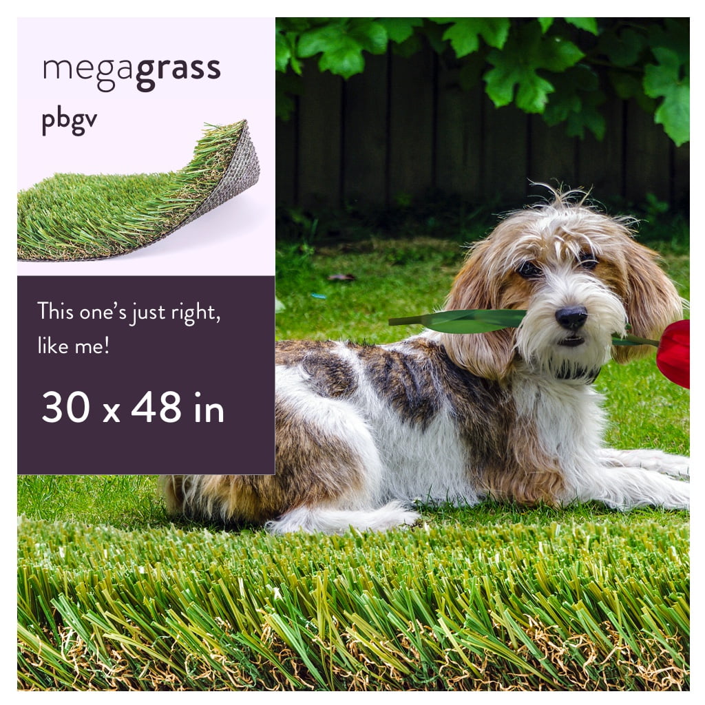 MegaGrass PBGV 30 x 48 in Artificial Grass for Medium Pet Dog Potty ...