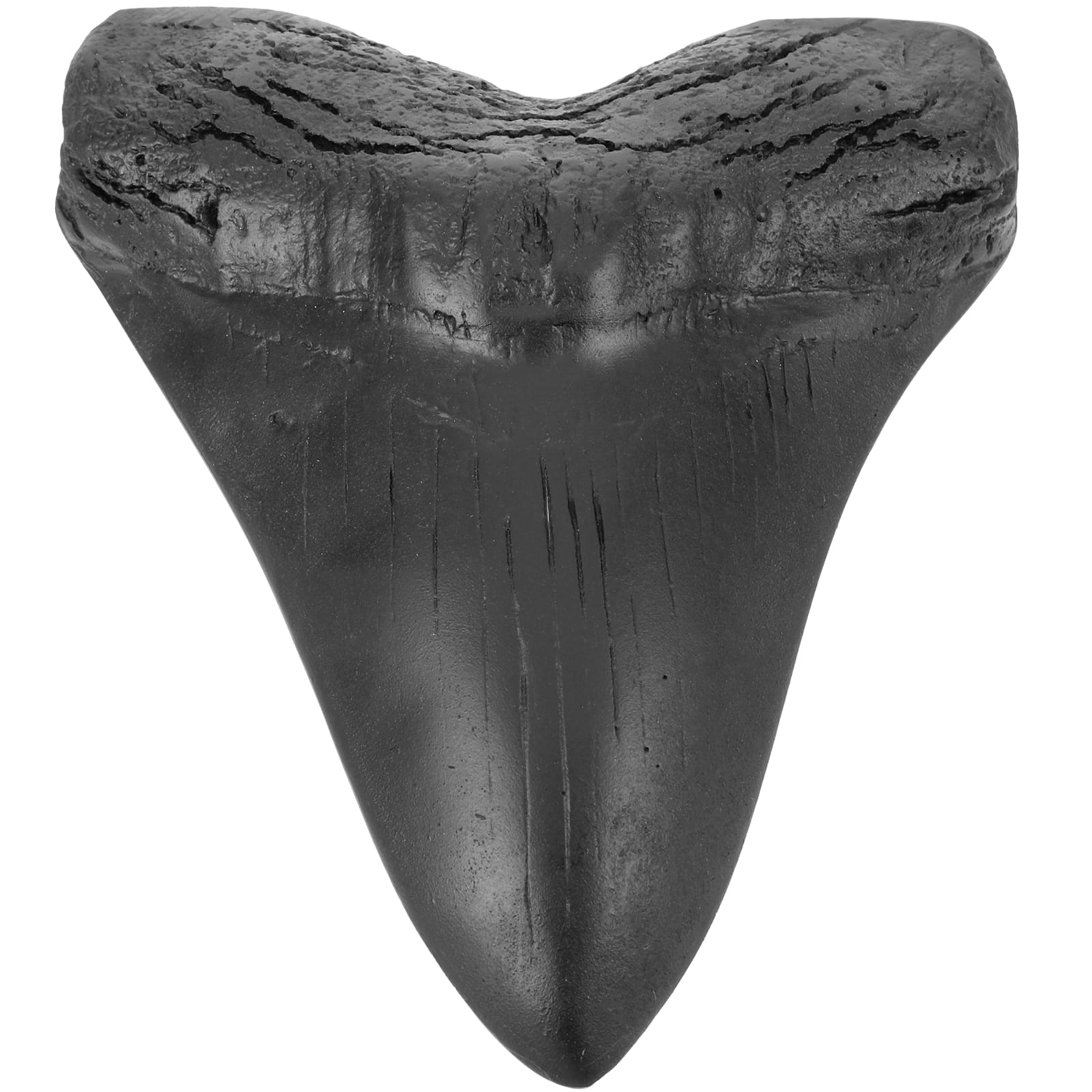 Shark Tooth Realistic Simulation Teeth Model Tooth Replica - Walmart.com
