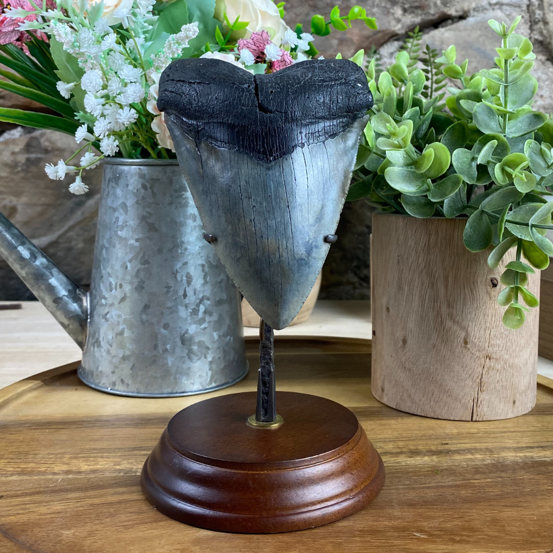 Megalodon Tooth Stand
