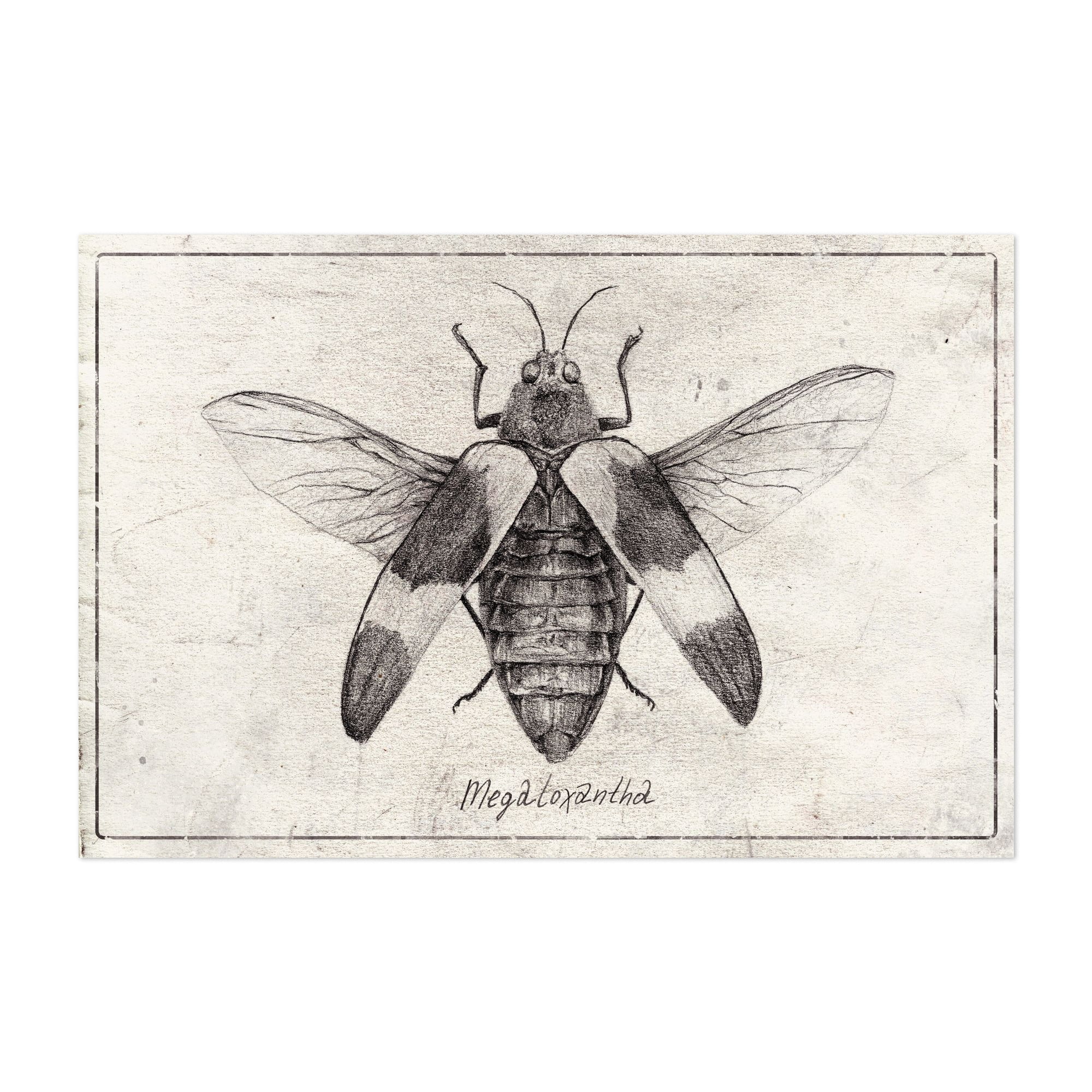Megaloxanthia - Drawing Insect Nature Vintage Botanical Sketch ...