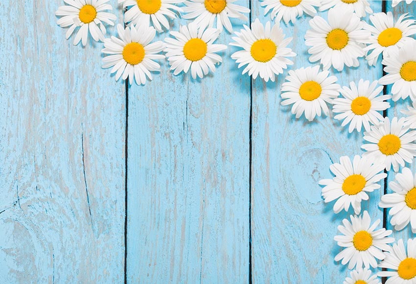 Mehofond Blue Wood Photography Background Spring Yellow White Daisy ...
