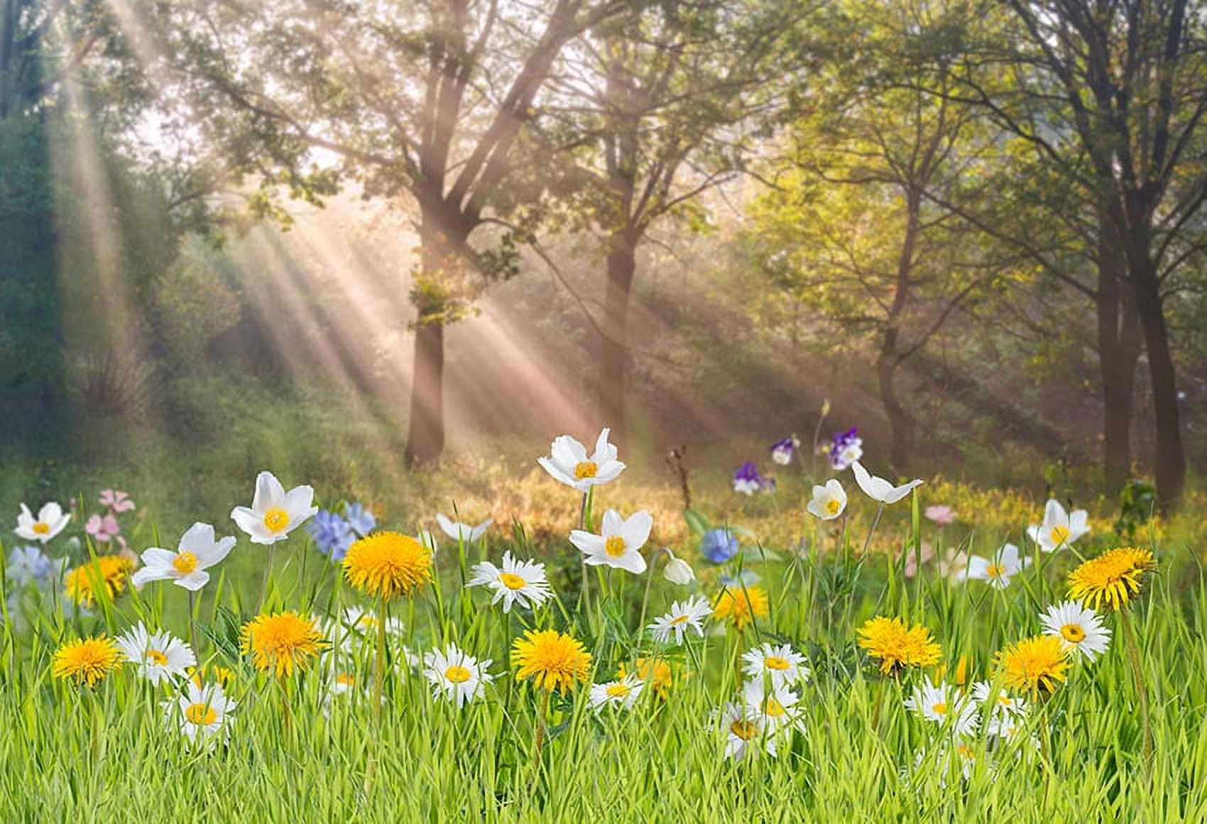 Mehofond Forest Photography Background Spring Jungle Hiking Summer ...