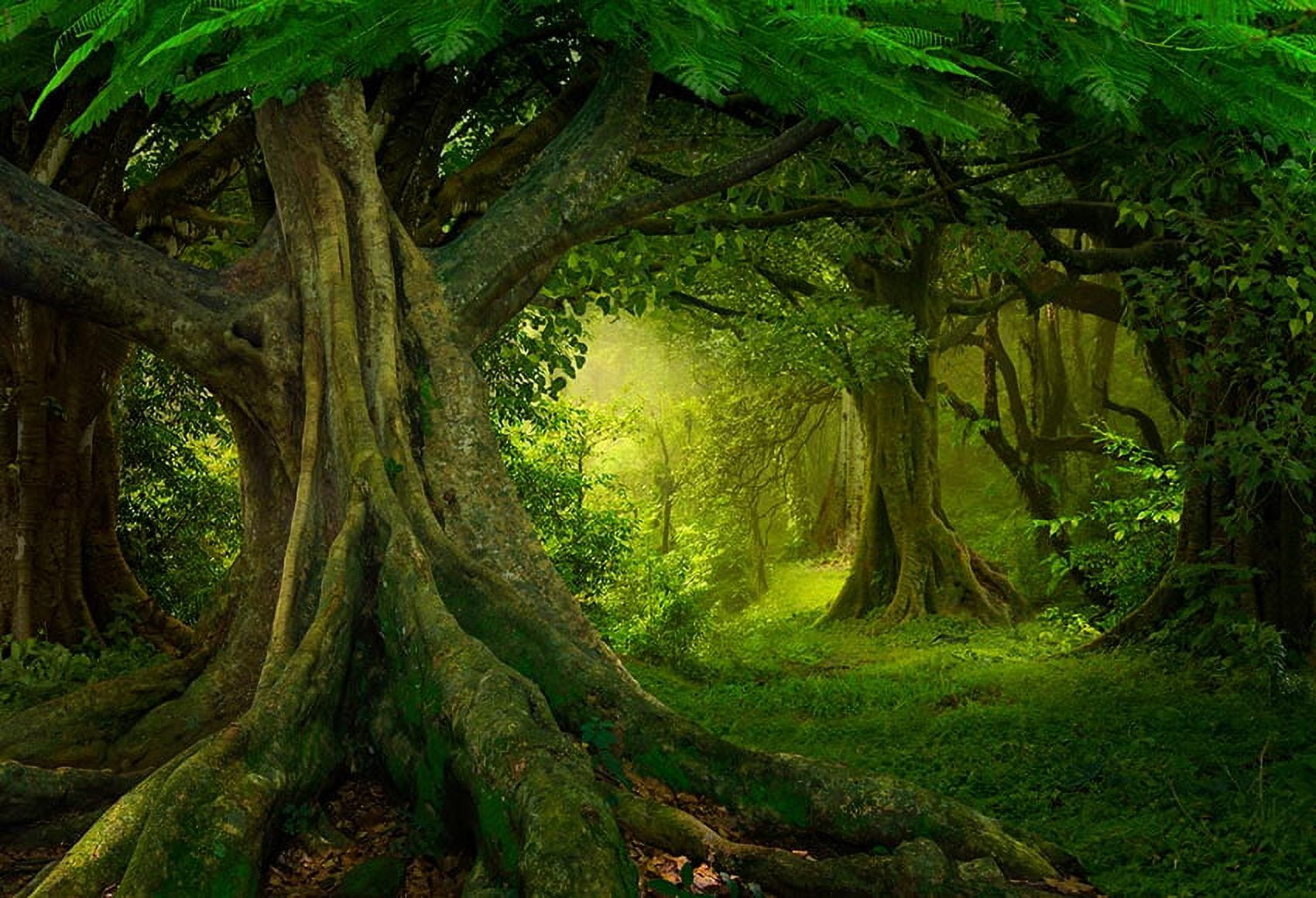 Mehofond Forest Photography Background Spring Jungle Hiking Summer ...
