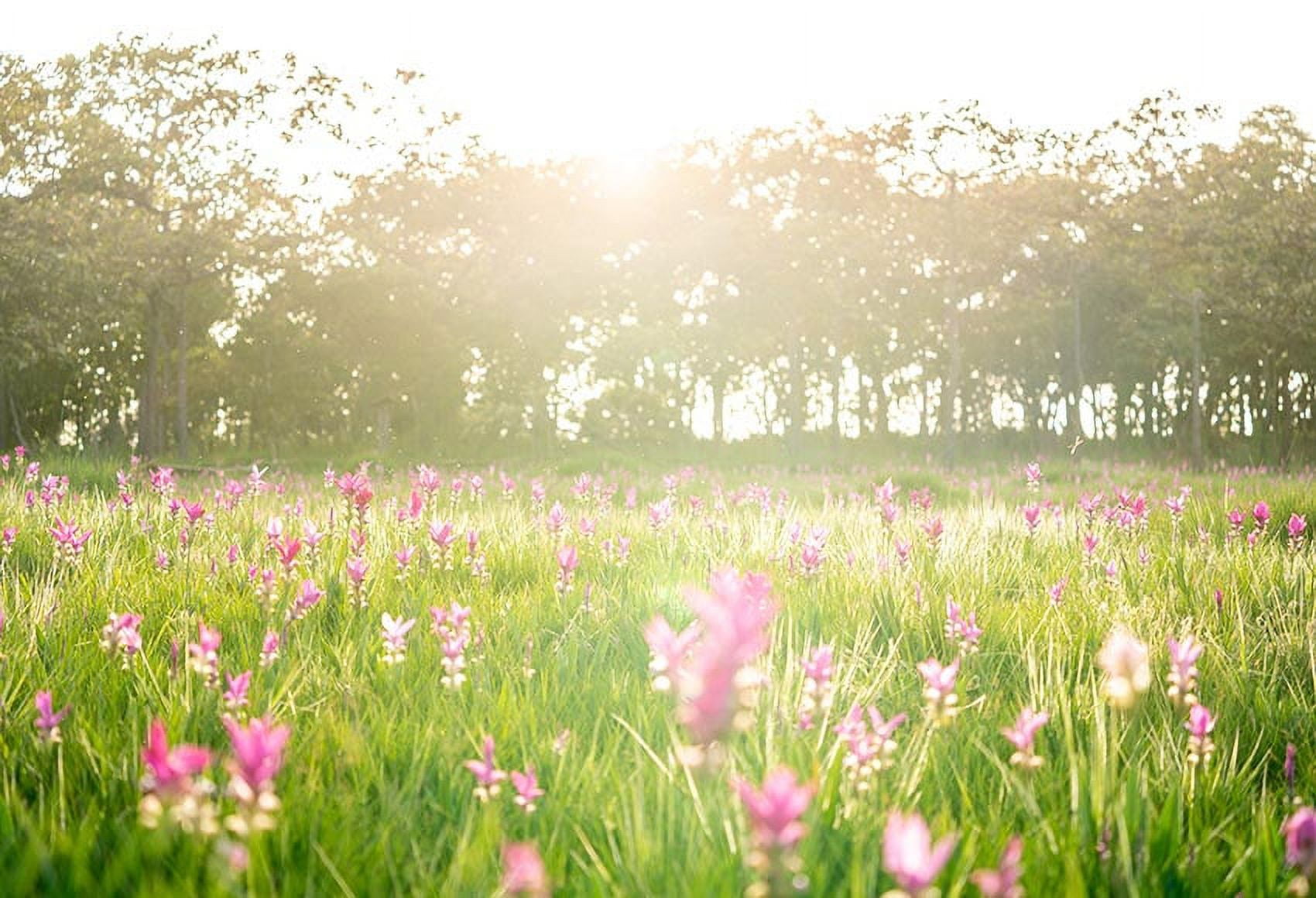 Mehofond Forest Photography Background Spring Jungle Hiking Summer ...