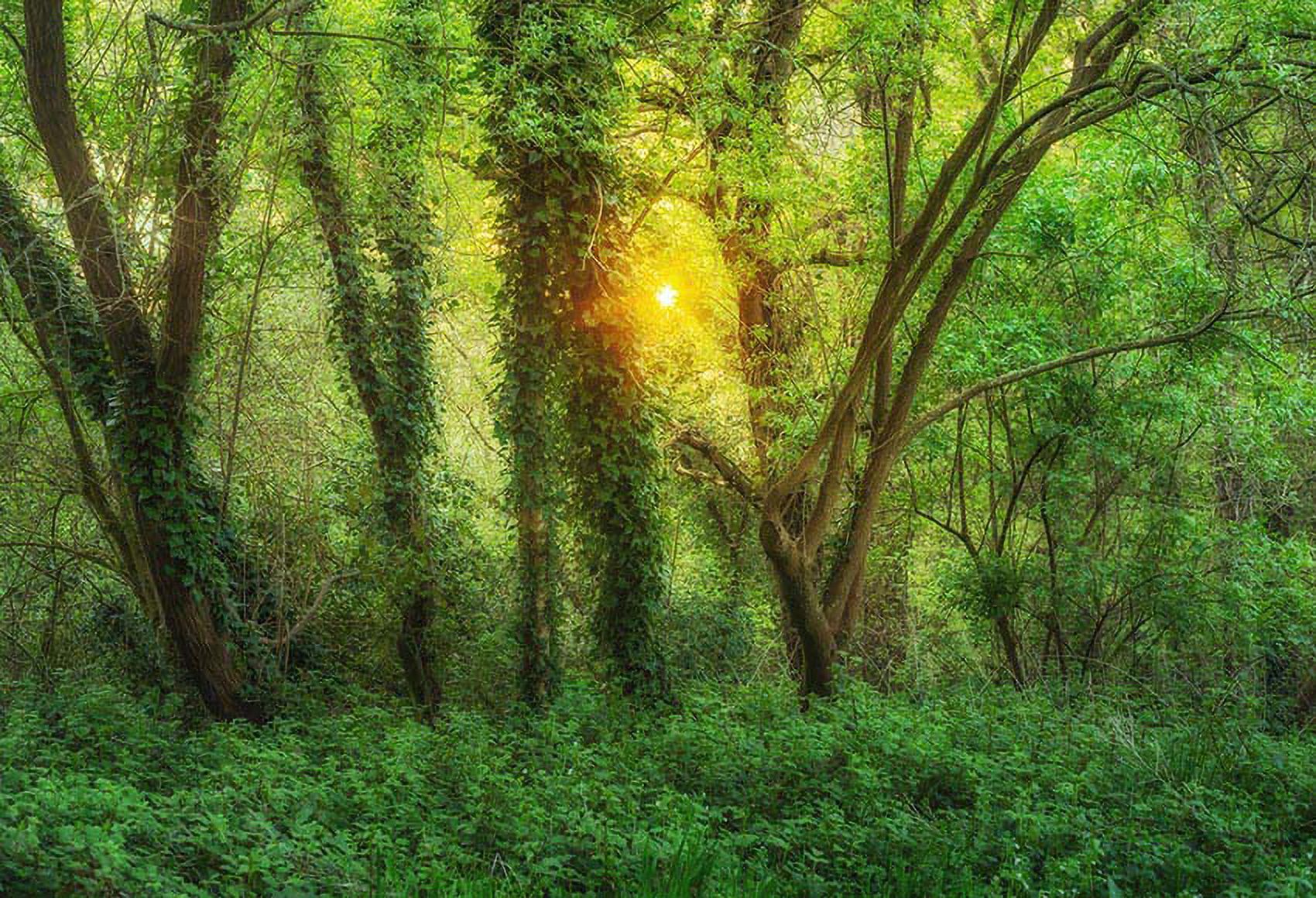 Mehofond Forest Photography Background Spring Jungle Hiking Summer ...