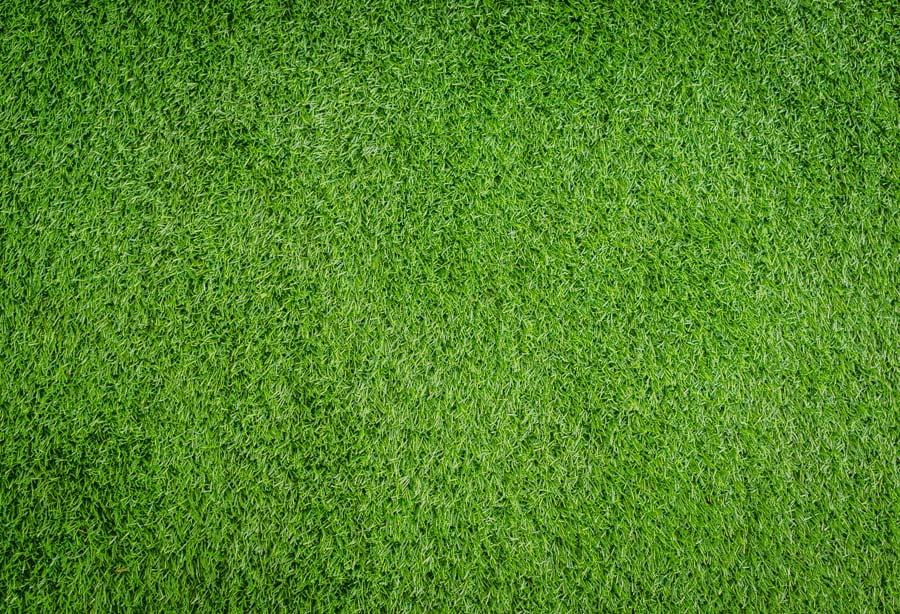 Mehofond Jungle Party Photography Background Grass Foliage Green Screen ...