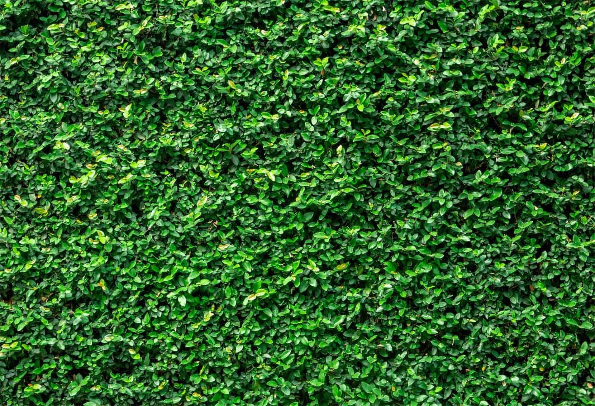 Mehofond Jungle Party Photography Background Grass Foliage Green Screen ...