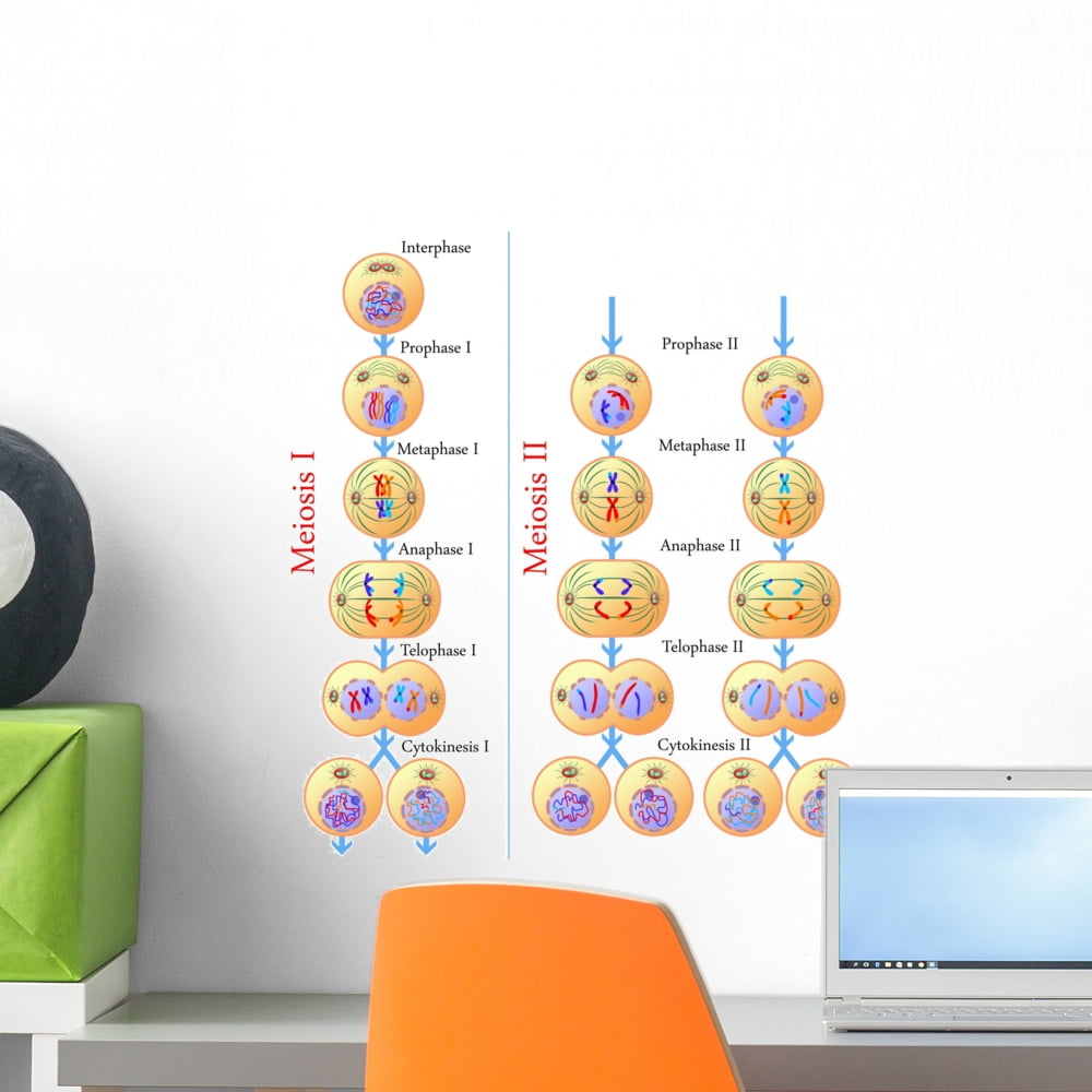 Meiosis Germ Cells Wall Decal by Wallmonkeys Peel and Stick Graphic (18 ...