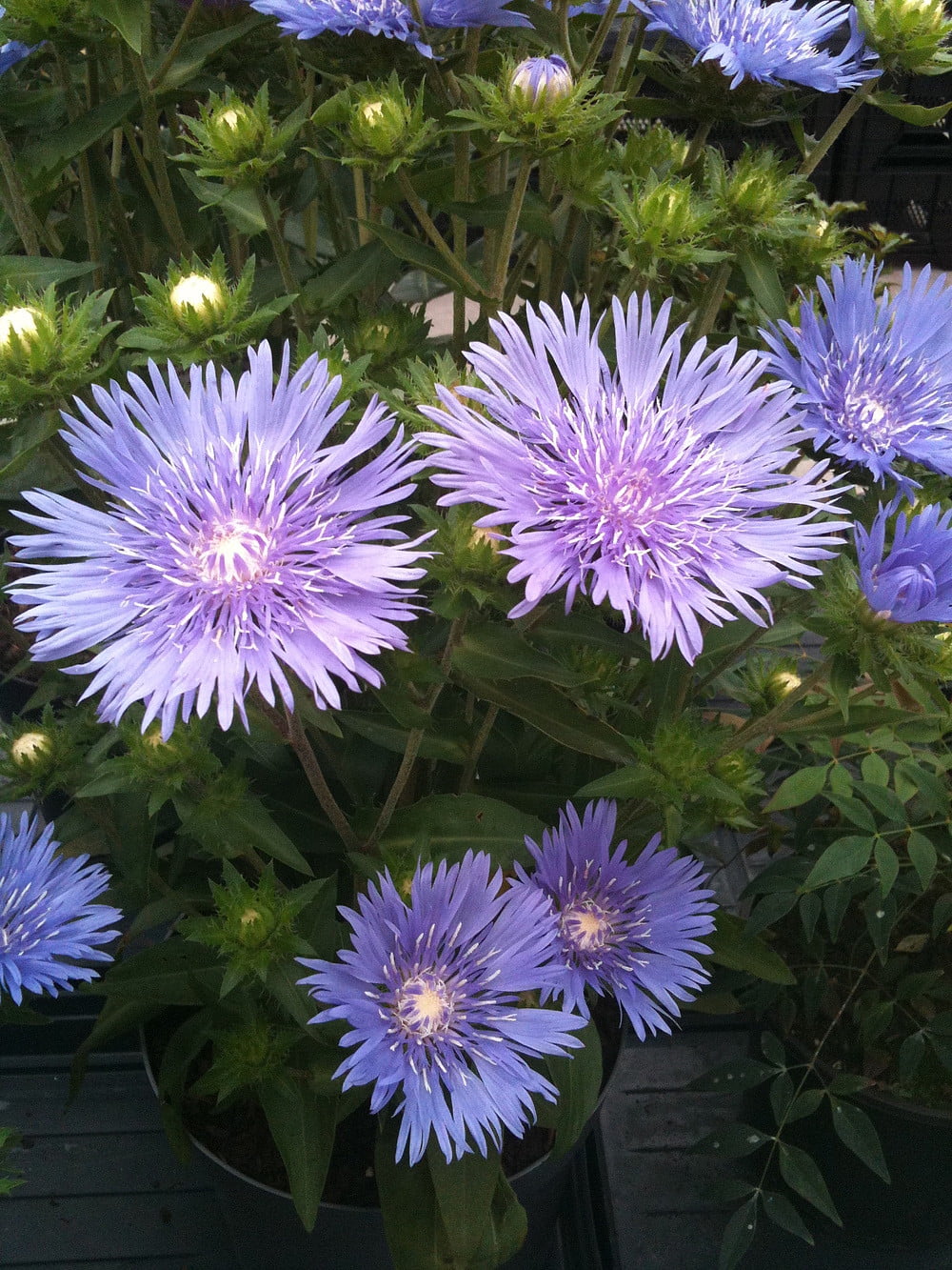 Mel's Blue Stokes' Aster Perennial - Stokesia - Gallon Pot - Walmart.com