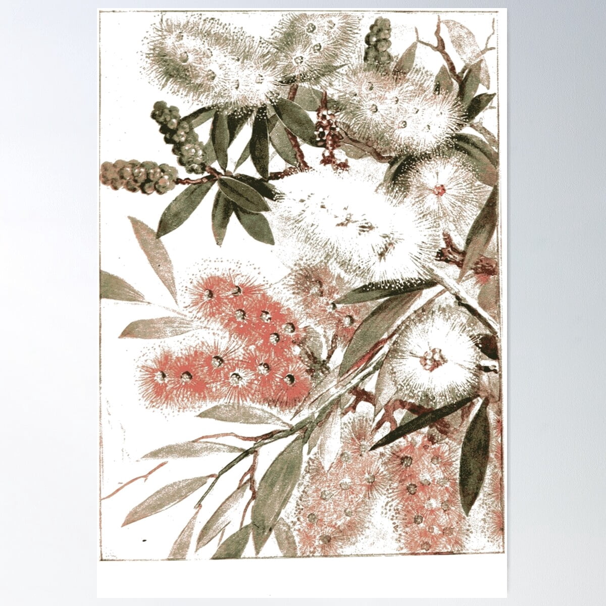 Melaleuca Leucadenda Woody Tree Poster Wall Art, Modern Wall Decor For ...