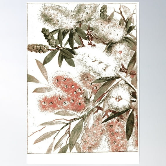 Melaleuca Leucadenda Woody Tree Poster Wall Art, Modern Wall Decor For ...