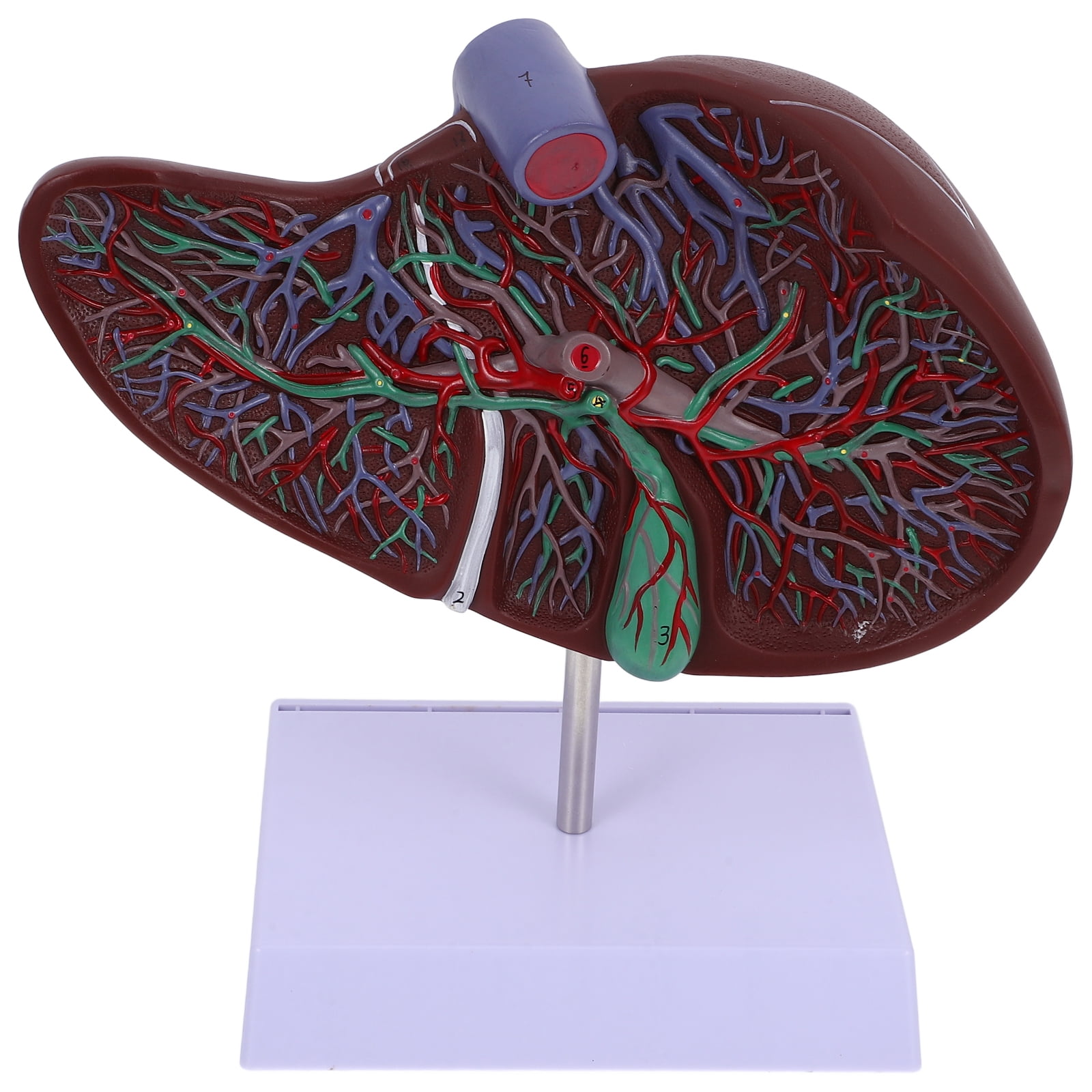 Melantax Liver anatomical model medical teaching model liver display ...