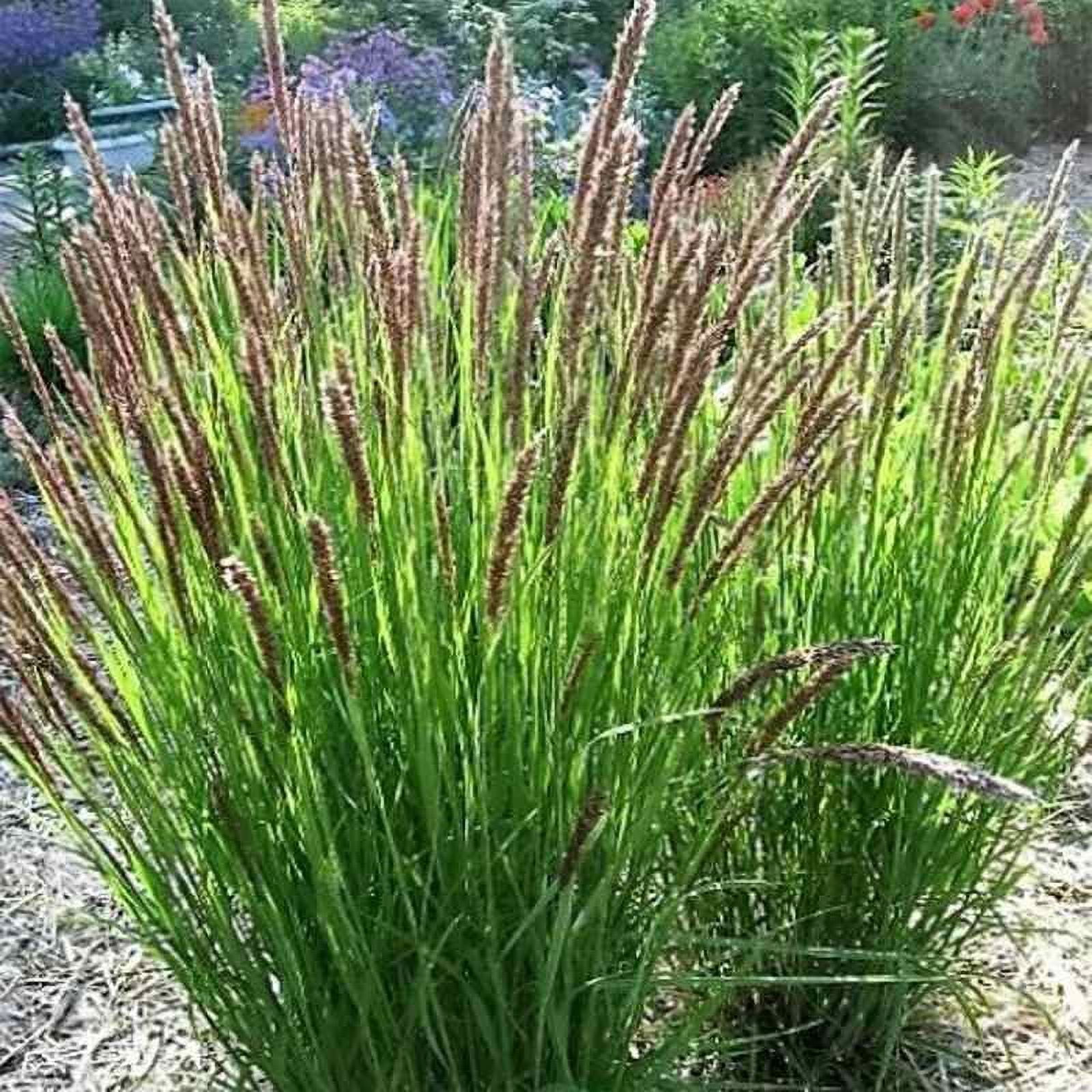 Melic Seed - Melica Altissima Red Spire Ornamental Grass Seed - 1000 ...