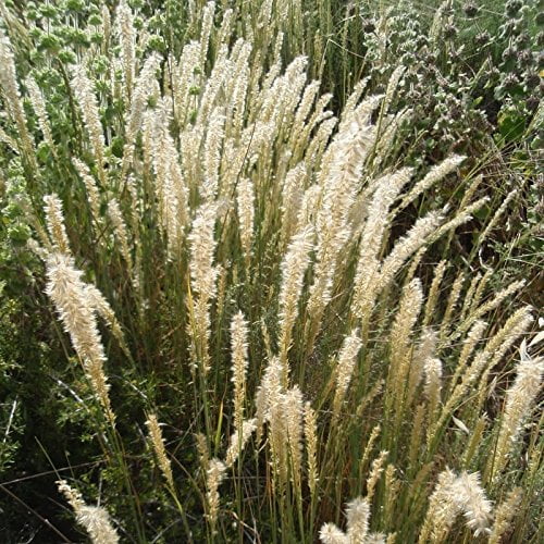 Melica Ciliata, Silky CORNET Spike Melic Ornamental Grass Seeds (1000 ...