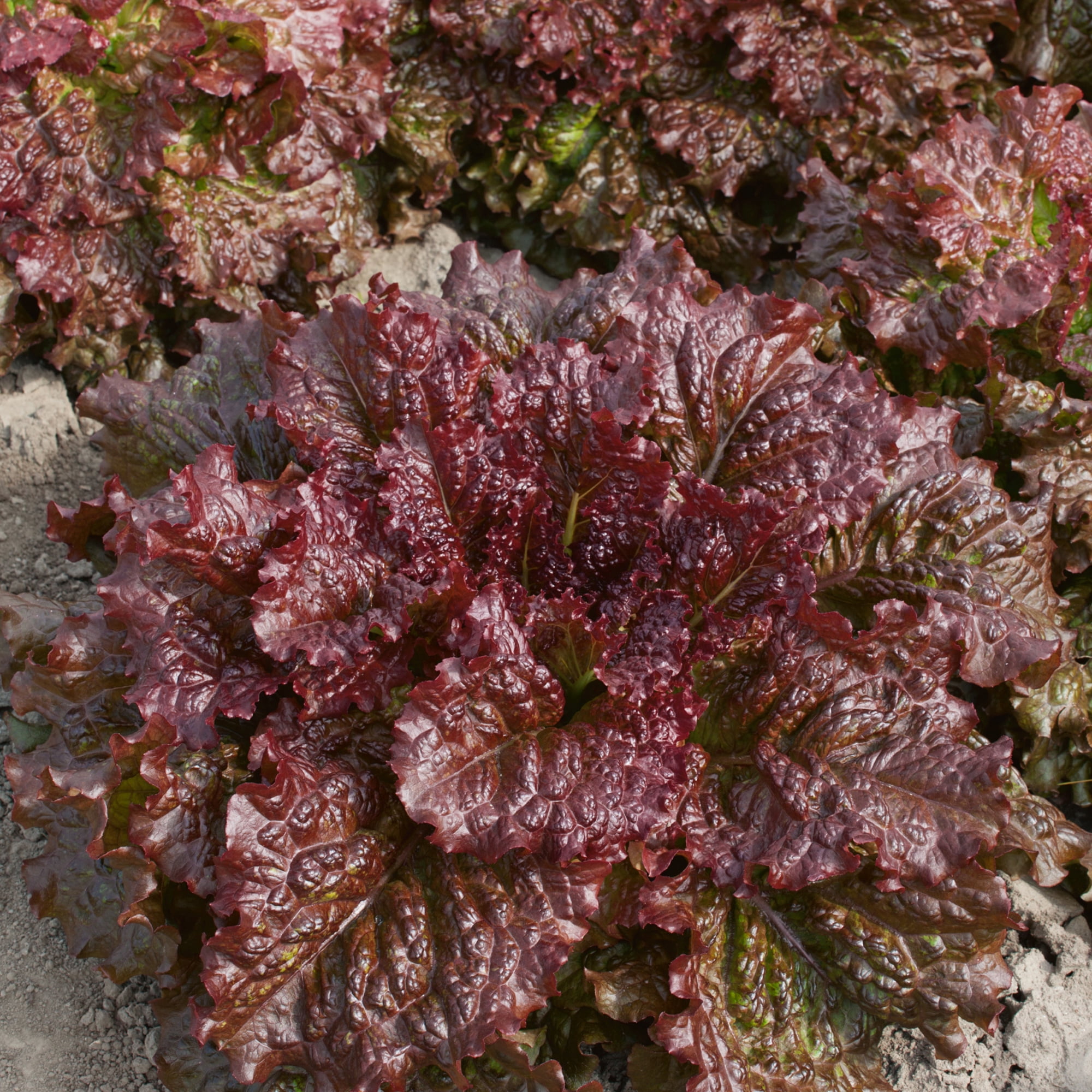 Melinda Leaf Lettuce Seeds - 5 Lb Bulk ~2000000 Seeds - Non-GMO ...