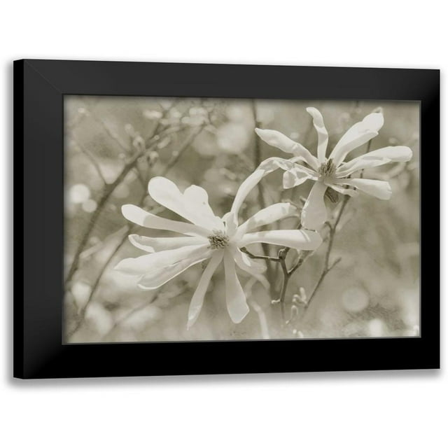 Melious, Amy 14x12 Black Modern Framed Museum Art Print Titled - Star ...