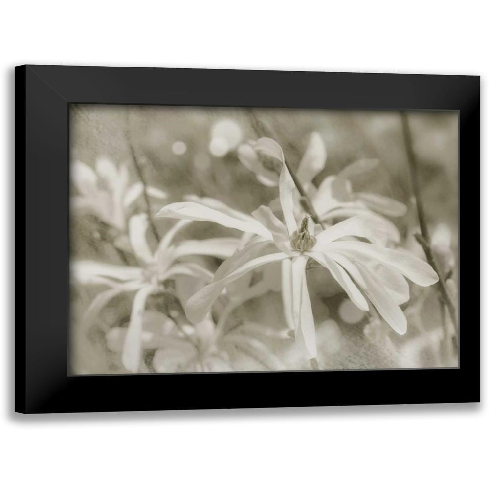 Melious, Amy 24x19 Black Modern Framed Museum Art Print Titled - Star ...