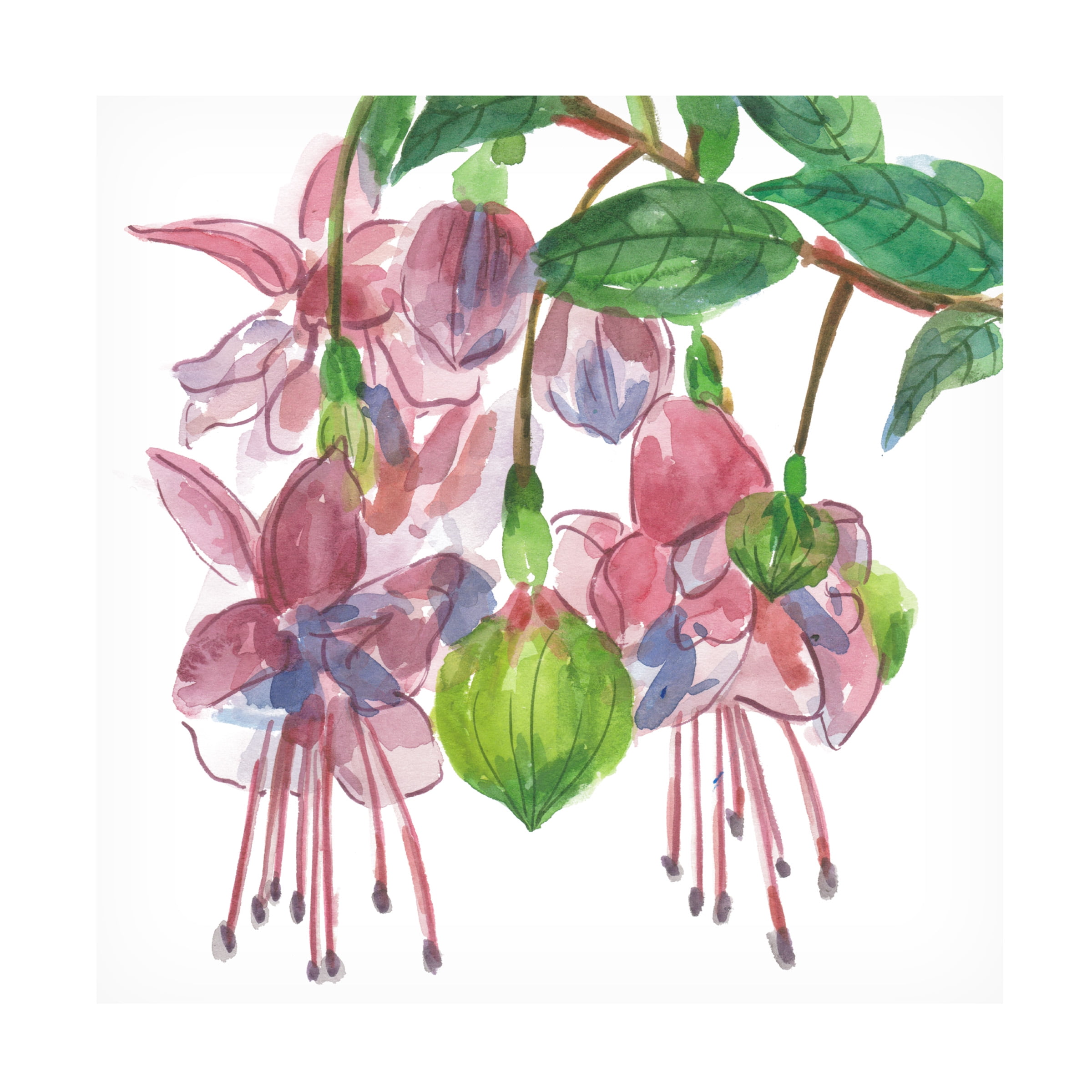 Melissa Wang 'Fuchsias I' Canvas Art - Walmart.com