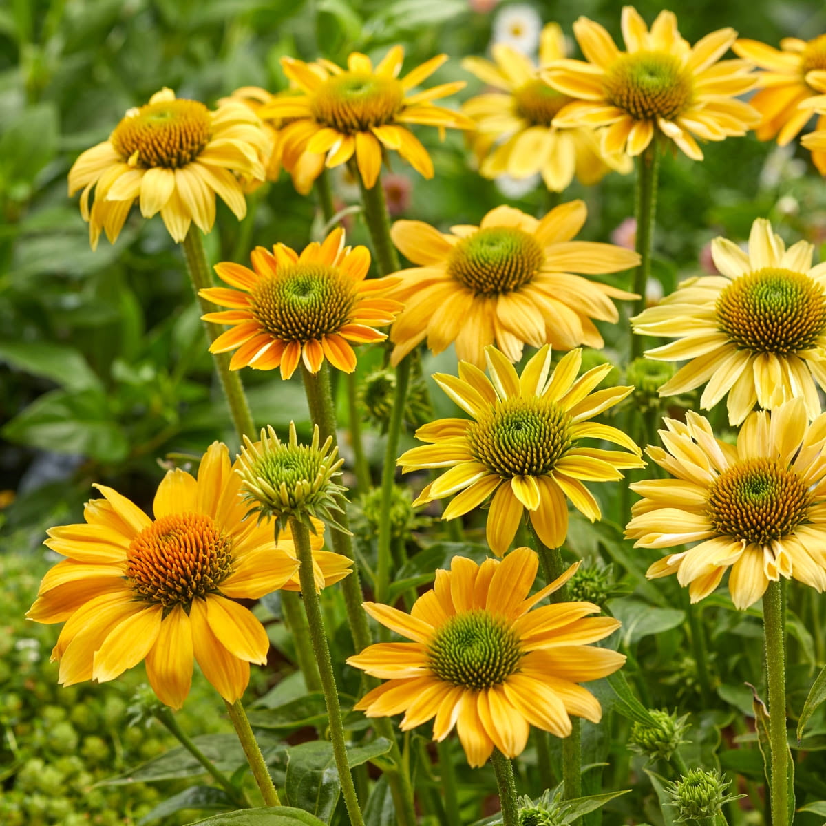 Mellow Yellow Flowering Coneflower Echinacea Dormant Bare Root ...