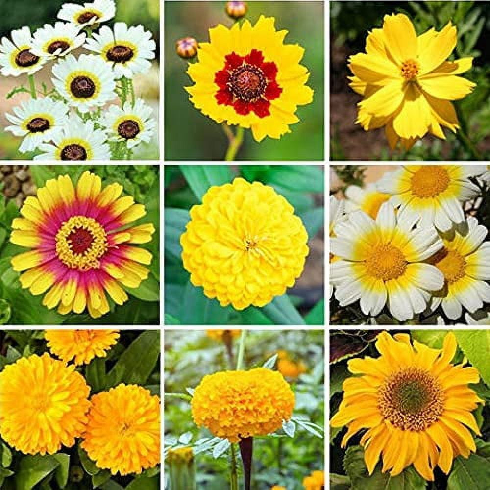 CZ Grain 200 Mellow Yellow Wildflower Mix Flower Seeds - Walmart.com