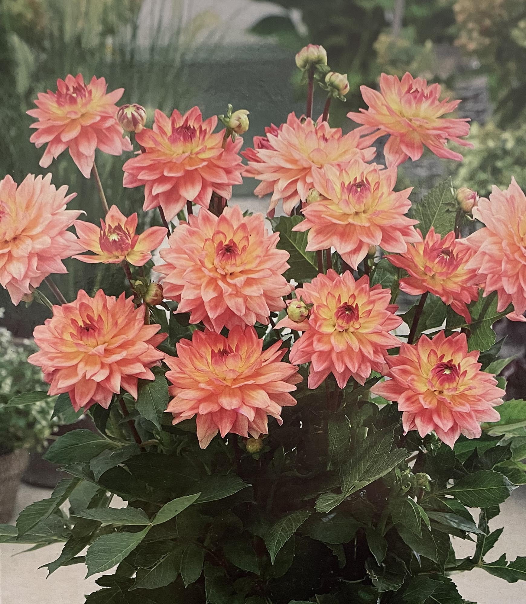 Melody Dora Decorative Dahlia - Apricot Pink Blooms - #1 Size Root ...
