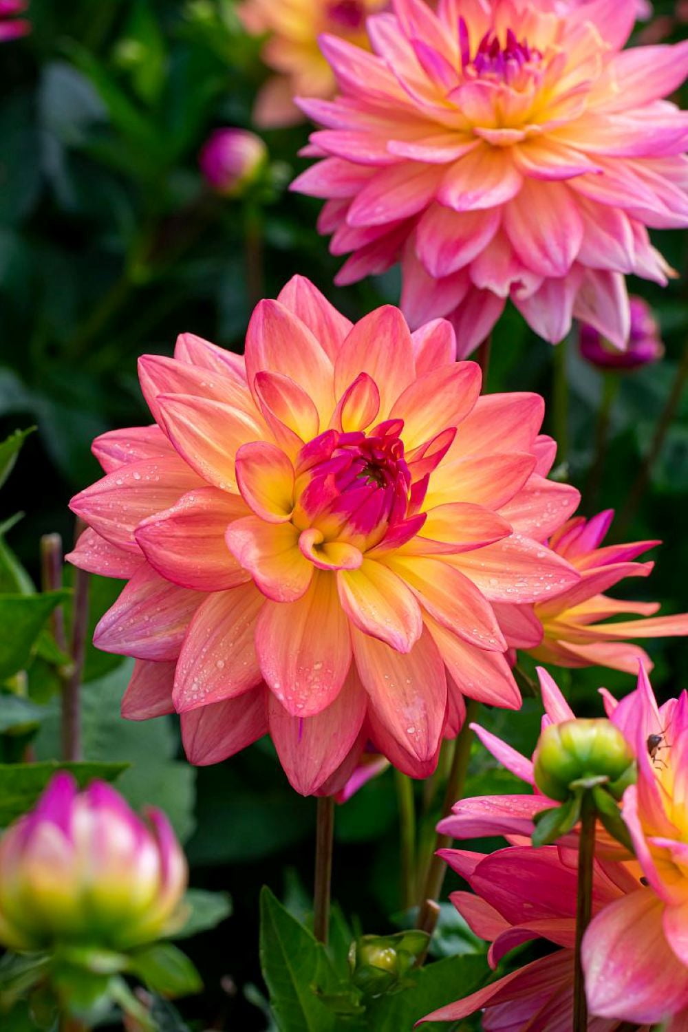 Melody Dora Decorative Dahlia - Apricot Pink Blooms - #1 Size Root ...
