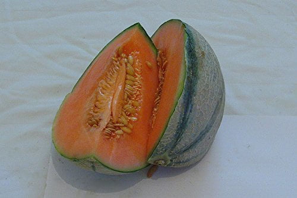 Melon Delicious 51 Hybrid Great Garden Vegetable by Seed Kingdom Bulk 1 ...